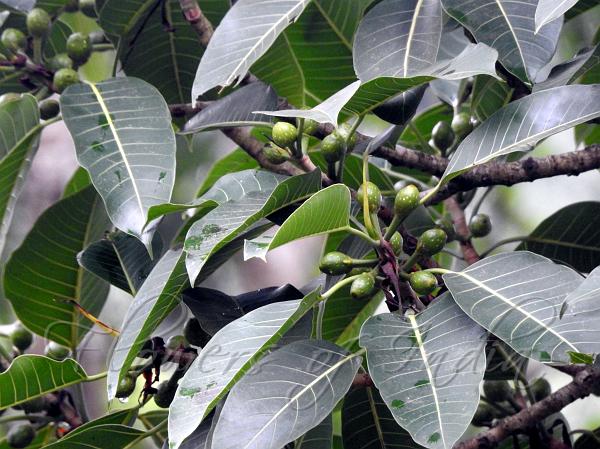 Ficus beddomei - South-Indian Fig
